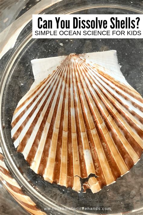 Sea Shell Science Fair Project