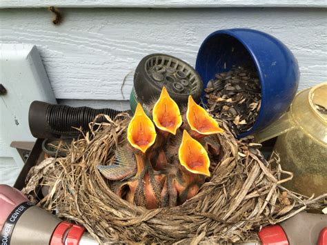How To Make A Nesting Shelf For Robins DIY Nest Box Plans FeltMagnet