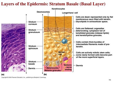 The Integumentary System Ppt Download