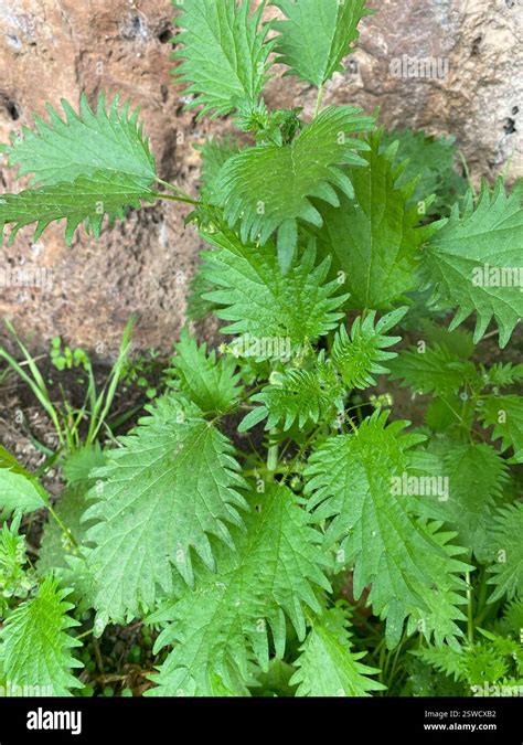 Roman Nettle Urtica Pilulifera Plantae Ammal Boumerdès Dz Stock