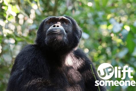 Emotional Capture Caged Chimp Sees Sky For The First Time UPlift Someone