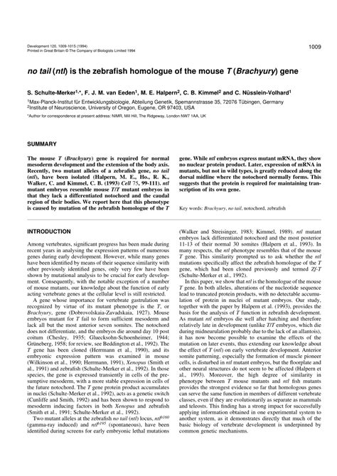 Pdf No Tail Ntl Is The Zebrafish Homolog Of The Mouse T Brachyury Pdf No Tail Ntl Is The Zebrafish Homolog Of The Mouse T Brachyury