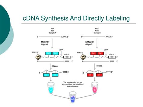 Ppt Microarray Powerpoint Presentation Free Download Id1284189
