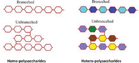 Two Types Of Polysaccharides Homo Polysaccharides And Download Scientific Diagram