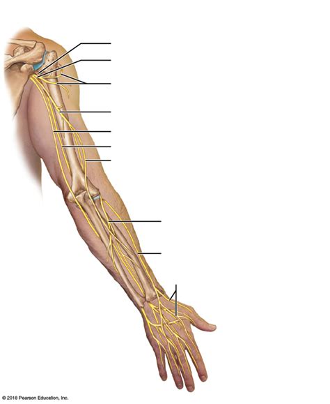 Posterior Brachial Plexus Nerves Unit 13 Diagram Quizlet
