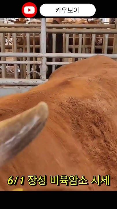 6 1 장성 비육암소 경매시세 한우 Youtube