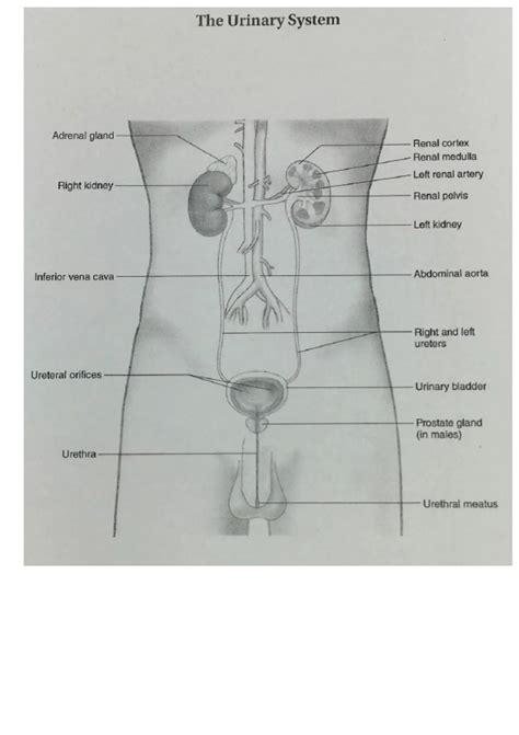 The Urinary System Notes And Diagrams Stuvia Us