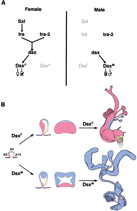 Sex Specific Deployment Of FGF Signaling In Drosophila Recruits Mesodermal Cells Into The Male