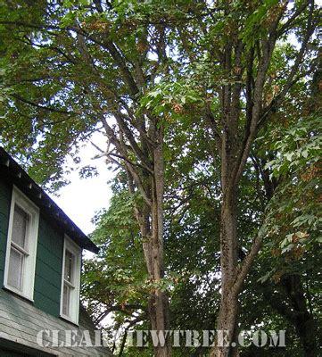 Tree Pruning In Garden City NY Clearview Tree Land Corp