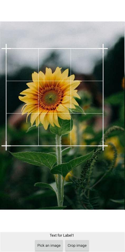 Free Image Cropper Extension Crop Image In Fixed And Free Ratio