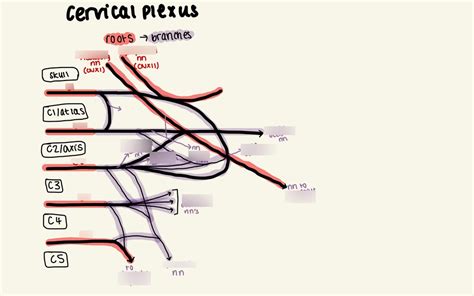 Diagram Of Cervical Plexus Quizlet