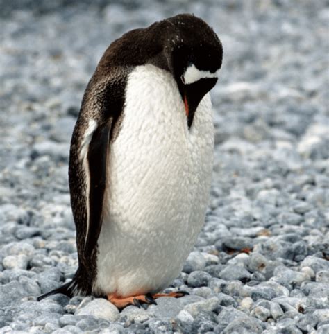 Perfctl This Linux Malware Is A Perfect Chameleon Pc Perspective