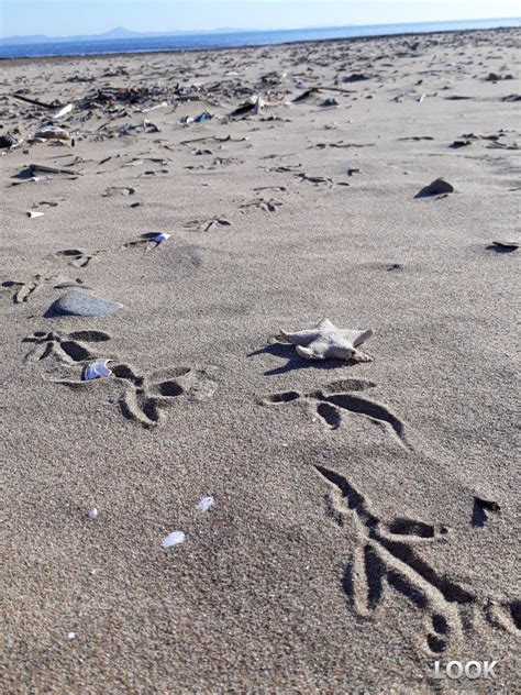 Следы на песке