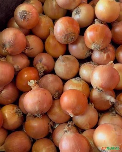 Cebola Argentina Saco 20kg Em Pranchita Pr à Venda Compre 793161