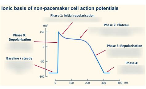 Ionic Basis Of Non Pacemaker Cell Action Potentials Diagram Diagram Quizlet