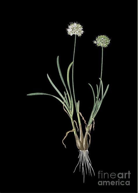 Vintage Allium Carolinianum Botanical Art On Solid Black N0961