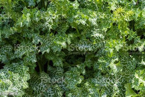 카르두스 마리아누스의 거대한 덤불에 잎 또는 세인트 메리의 엉겅퀴 디자인에 대한 텍스처 지중해 우유 엉 겅 퀴는 얼룩 귀중 한 약 용 식물 클로즈업 0명에 대한 스톡 사진