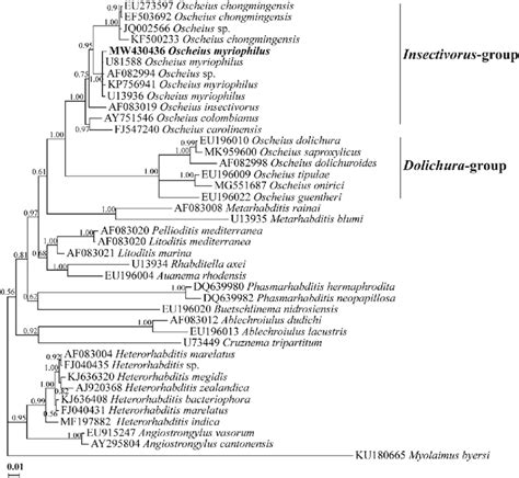 Bayesian 50 Majority Rule Consensus Tree Inferred Using Partial Ssu