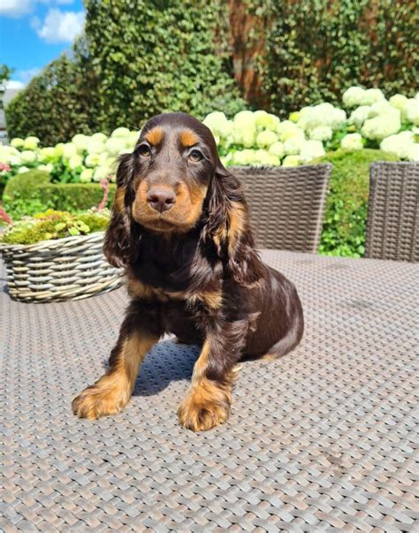 Engelse Cocker Spaniel Puppys Pups