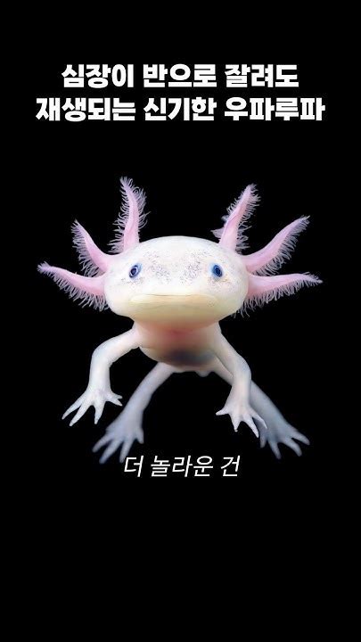 데드풀과 울버린 같이 미친 재생 능력을 가진 우파루파 Youtube