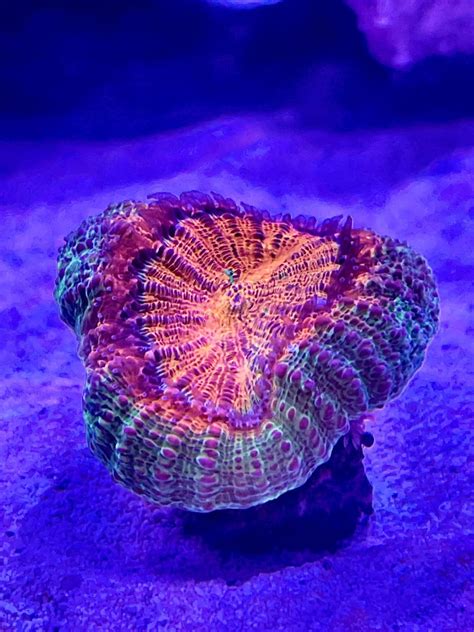 Coral Classification R Reeftank