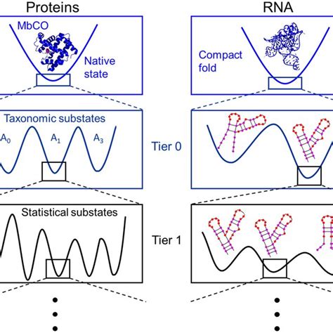 Conformational Free Energy Landscapes Of Biopolymers Proteins And Rna Download Scientific