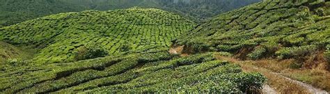 Cameron Highlands Trail No 6 Entrance Fee Opening Hours And More
