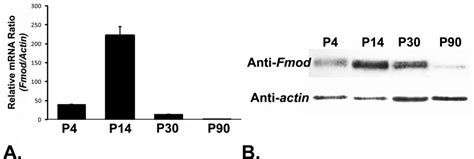 Fibromodulin Regulates Collagen Fibrillogenesis During Peripheral Corneal Development Chen