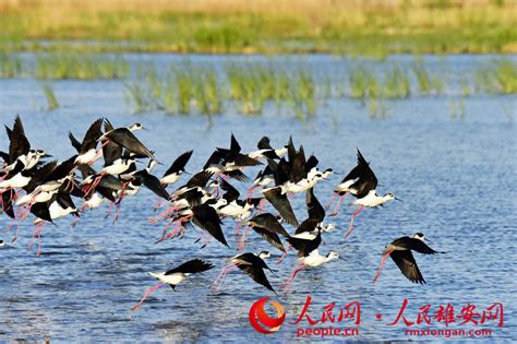 飞鸟翔集 白洋淀再现“鸟类天堂”胜景 搜狐大视野 搜狐新闻