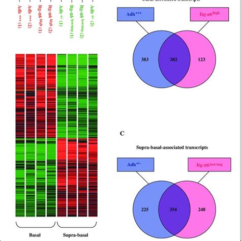 Molecular Analysis At The Global Transcriptome Level A Hierarchical Download Scientific