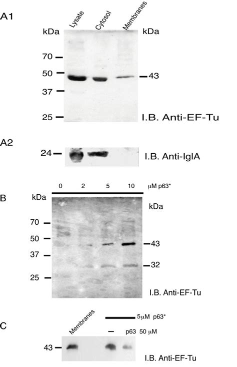 Identification Of Bacterial Ligands For Nucleolin Part A Samples Were Download Scientific