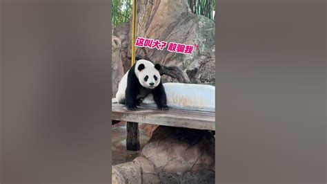 大文奶爸跟梅清说笋很大，结果梅清一看好小，龇牙生气差点fit 大熊猫梅清来这吸熊猫 国宝不愧是国宝 不止我一个想rua大熊猫