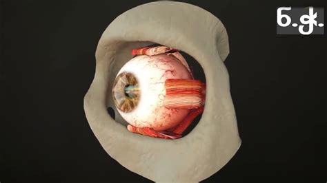 მხედველობის ორგანო თვალი Youtube