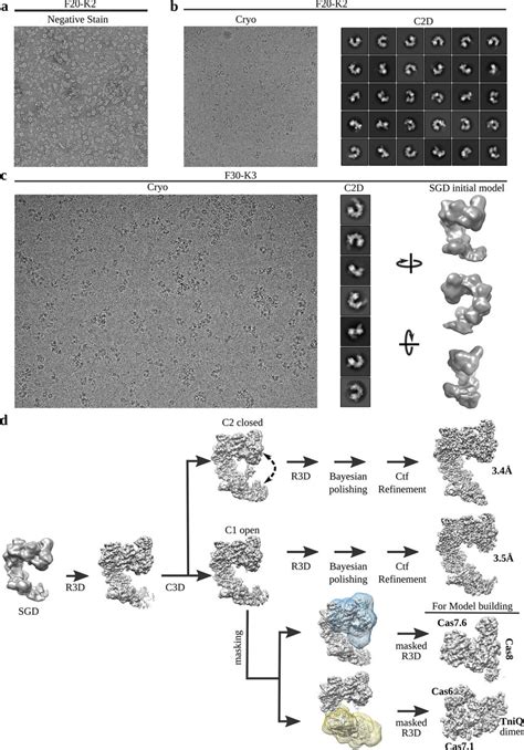 Cryo EM Sample Optimization And Image Processing Workflow A Download Scientific Diagram
