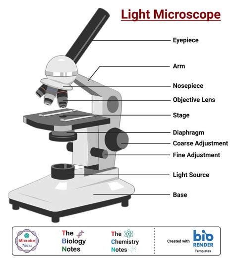 Light Microscope Principle Types Parts Diagram