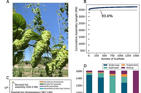 decoding plant growth unraveling the 4 stages riveal