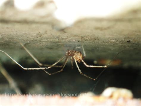 細蟹屋 Pholcidae ユウレイグモ科