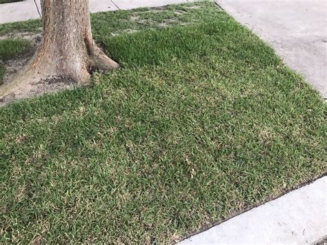 St Augustine Sod Progress Home And Garden