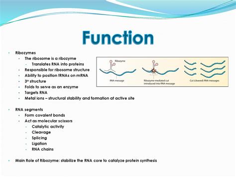 Ribozymes Rna Enzymes Ppt Download