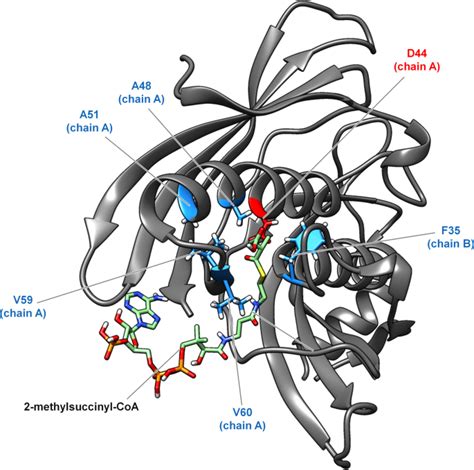 流感嗜血杆菌硫酯酶 Ycia 的工程改造用于生产羧酸 Applied Microbiology And Biotechnology X Mol