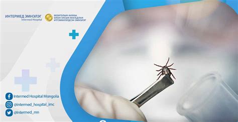 Хөдөө явахаасаа өмнө хачигт халдвараас сэргийлэх вакцинд заавал хамрагдаарай Intermed Hospital