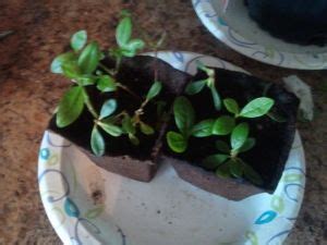 Bonsai Using Azalea Trimmings
