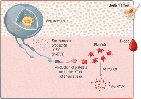 Megakaryocyte Platelet