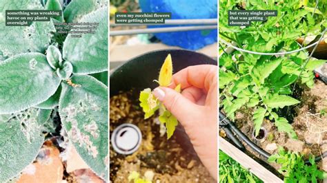 Gardener Shares Genius Trick For Using Shot Glass To Thwart Pests
