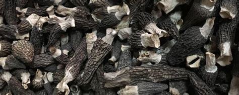 干羊肚菌怎么泡发 业百科