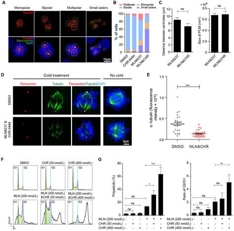Synergistic Inhibition Of Aurora‐a And Haspin Attenuates Download Scientific Diagram