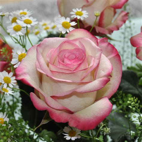 Free Images Nature Petal Love Pink Flowers Mood Floristry