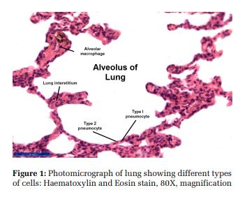 Lung Histology Alveoli