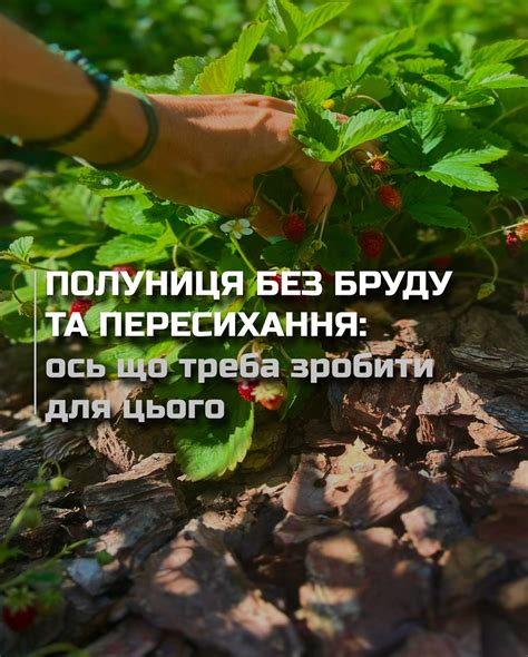 Квітучий сад 🌿 ідеальний ландшафт 🌳 багатий врожай 🌱 Один із секретів успішного вирощування
