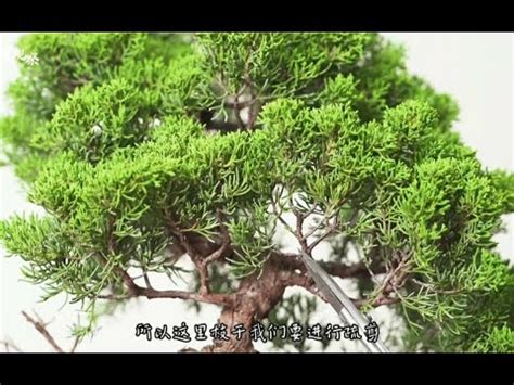 小柏树盆景舍利干与造型完整制作过程造型后被惊艳到了 YouTube